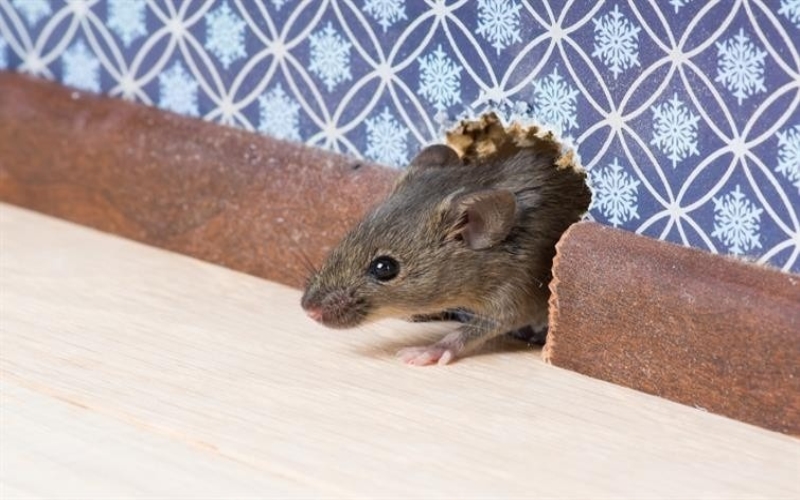 Should you worry about mice menace in your Irvine home?